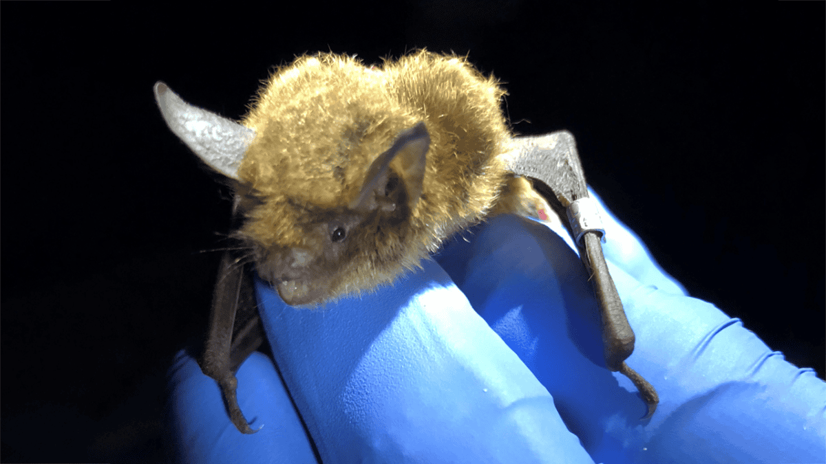 Bat Conservation & Management - Oneida ESC Group